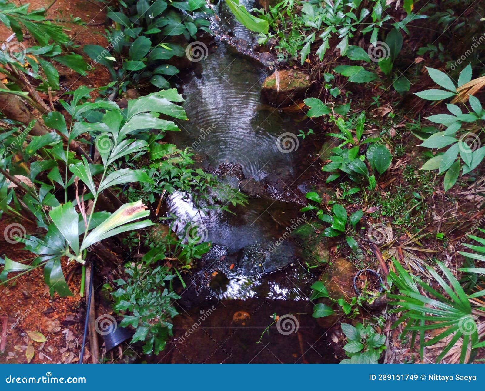 River Flows Down among Nature Stock Image - Image of watercourse, leaf ...