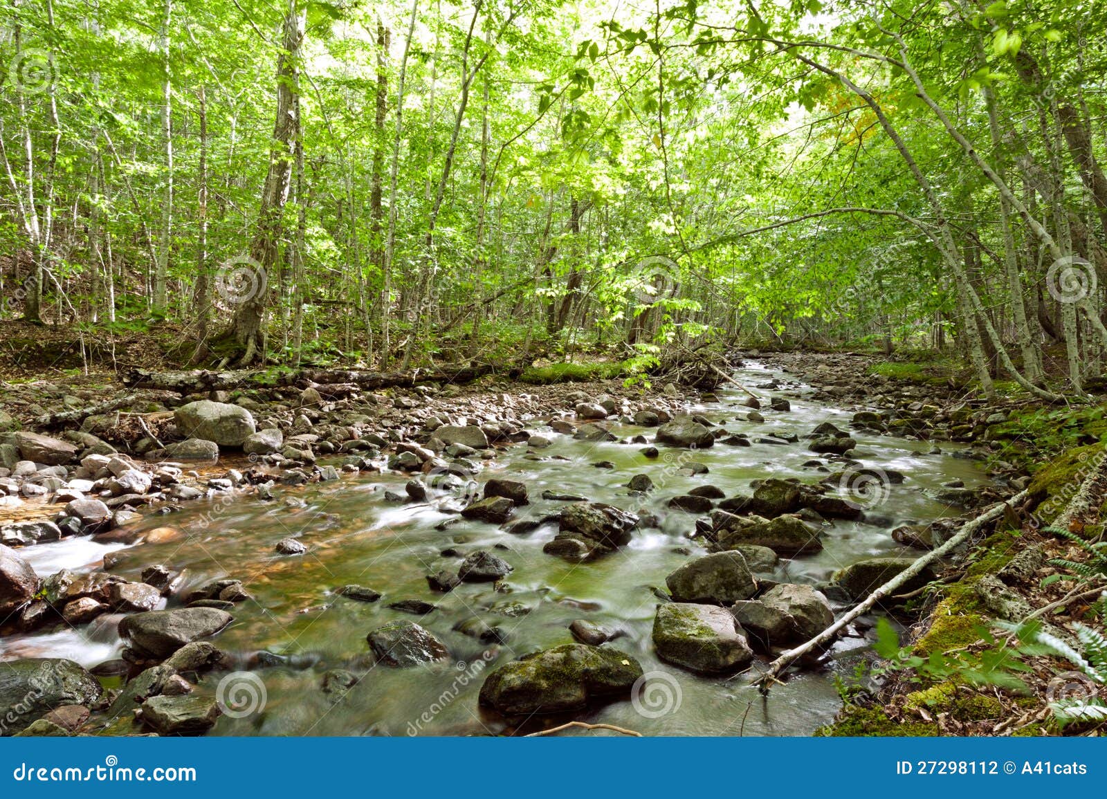 River Flows through a Forest Stock Photo - Image of environment, season ...