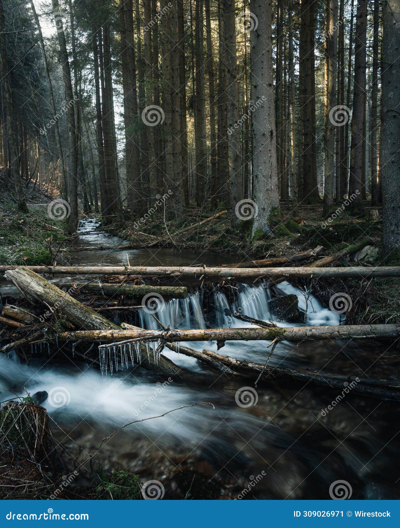 River Flows through a Forest, with a Fallen Tree Across Its Path. Stock ...