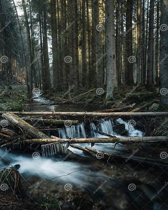 River Flows through a Forest, with a Fallen Tree Across Its Path. Stock ...