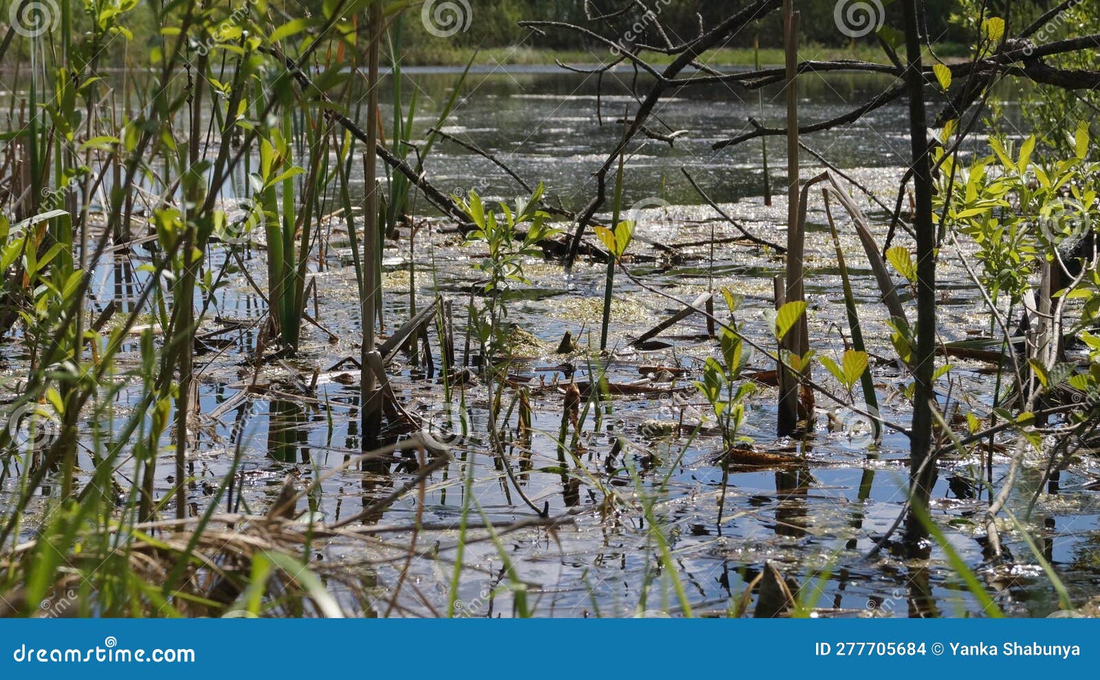 A River Flows and it Has Grass Stock Photo - Image of water, woodland ...