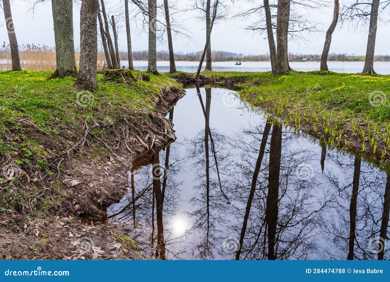 The River Flows into the Lake. Tree Reflections in the Water Stock ...