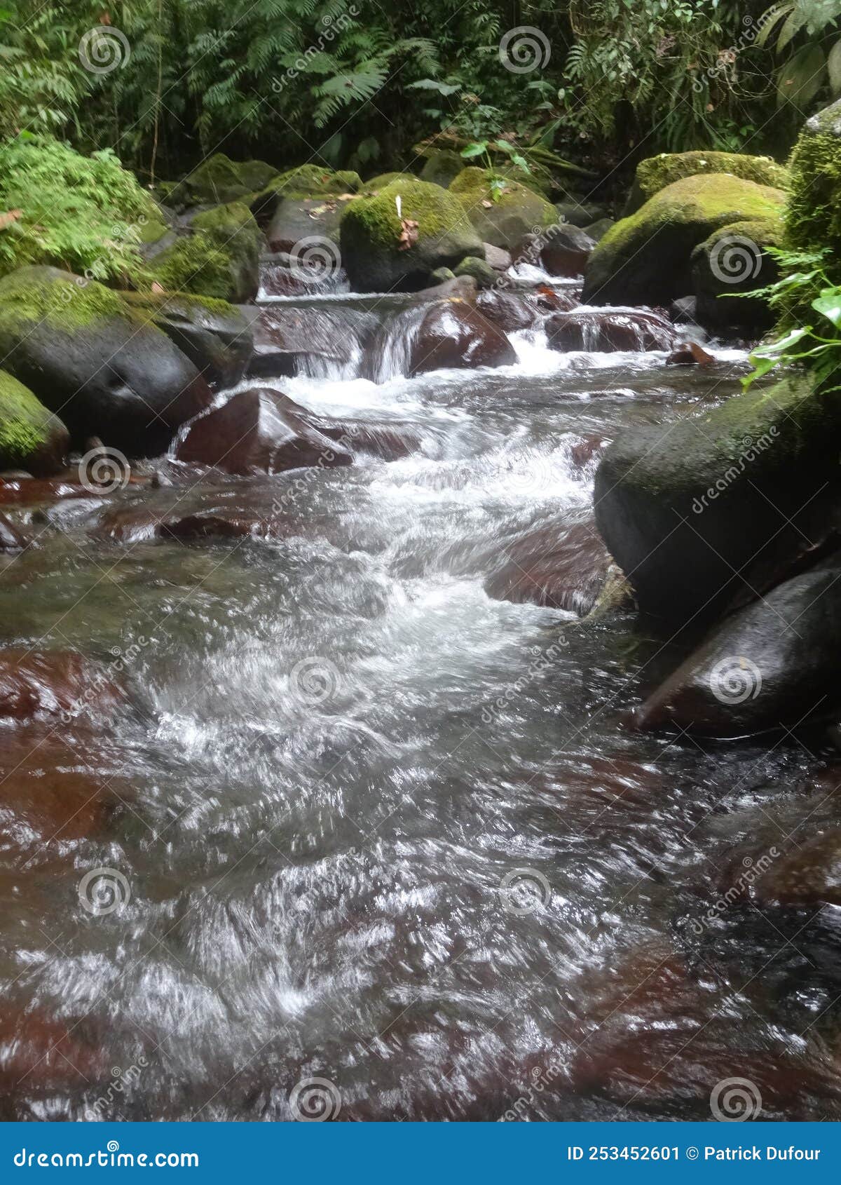 The River Flows through the Lush Rainforest Stock Image - Image of ...