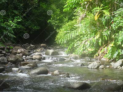 A River Flows through the Rainforest Stock Photo - Image of water ...