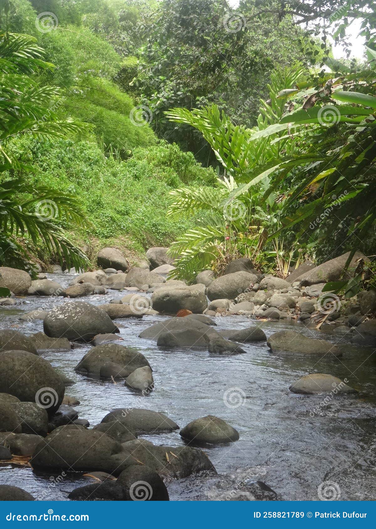 The River Flows through the Rainforest Stock Image - Image of stream ...