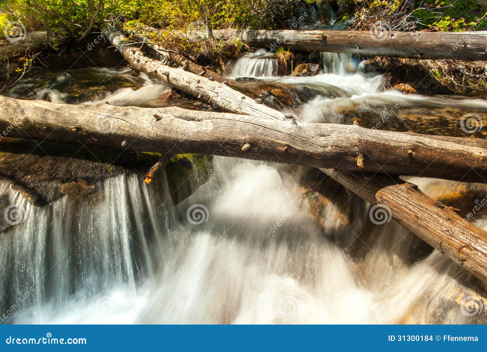River Flows Over Trees in Slow Motion Stock Photo - Image of spill ...