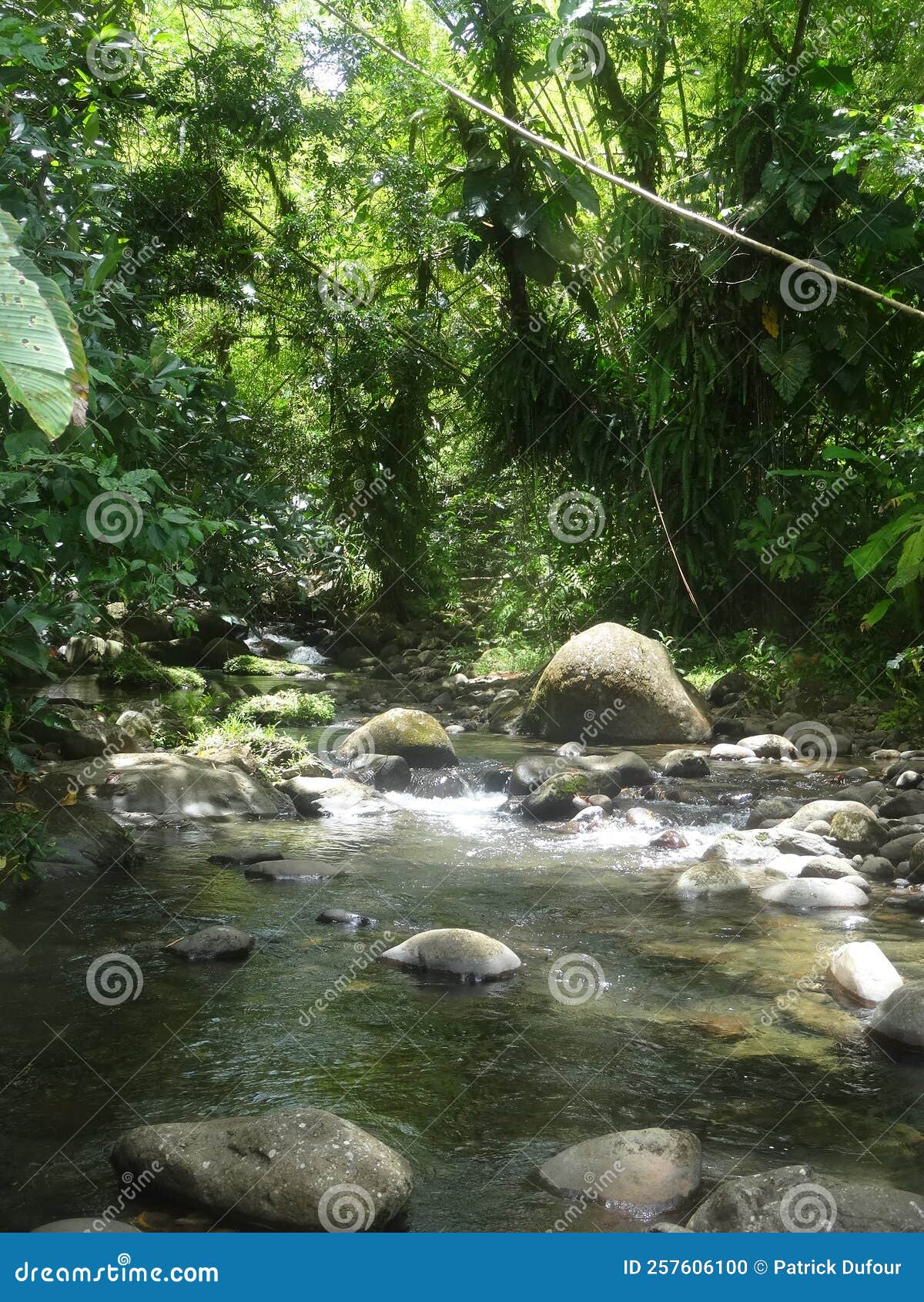 The River Flows through the Rainforest Stock Photo - Image of nature ...