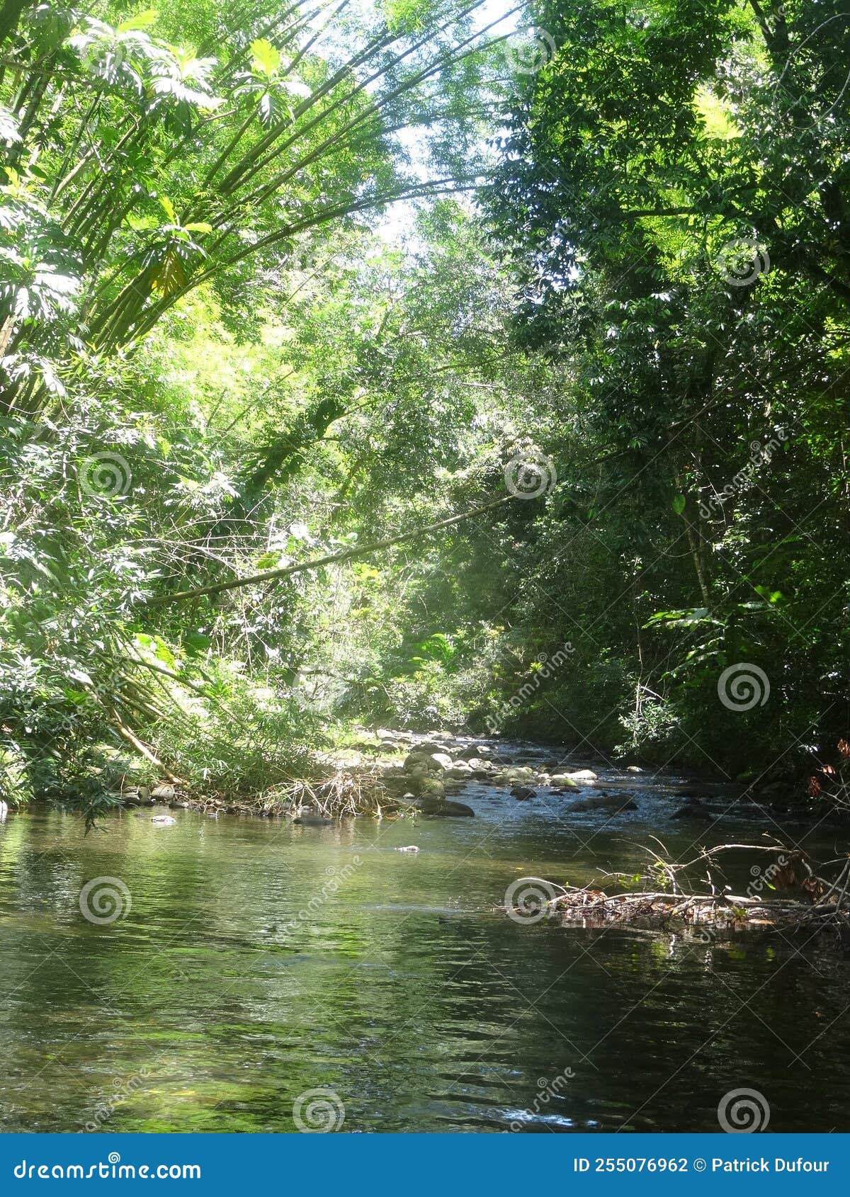 A River Flows through the Rainforest Stock Photo - Image of lush, green ...