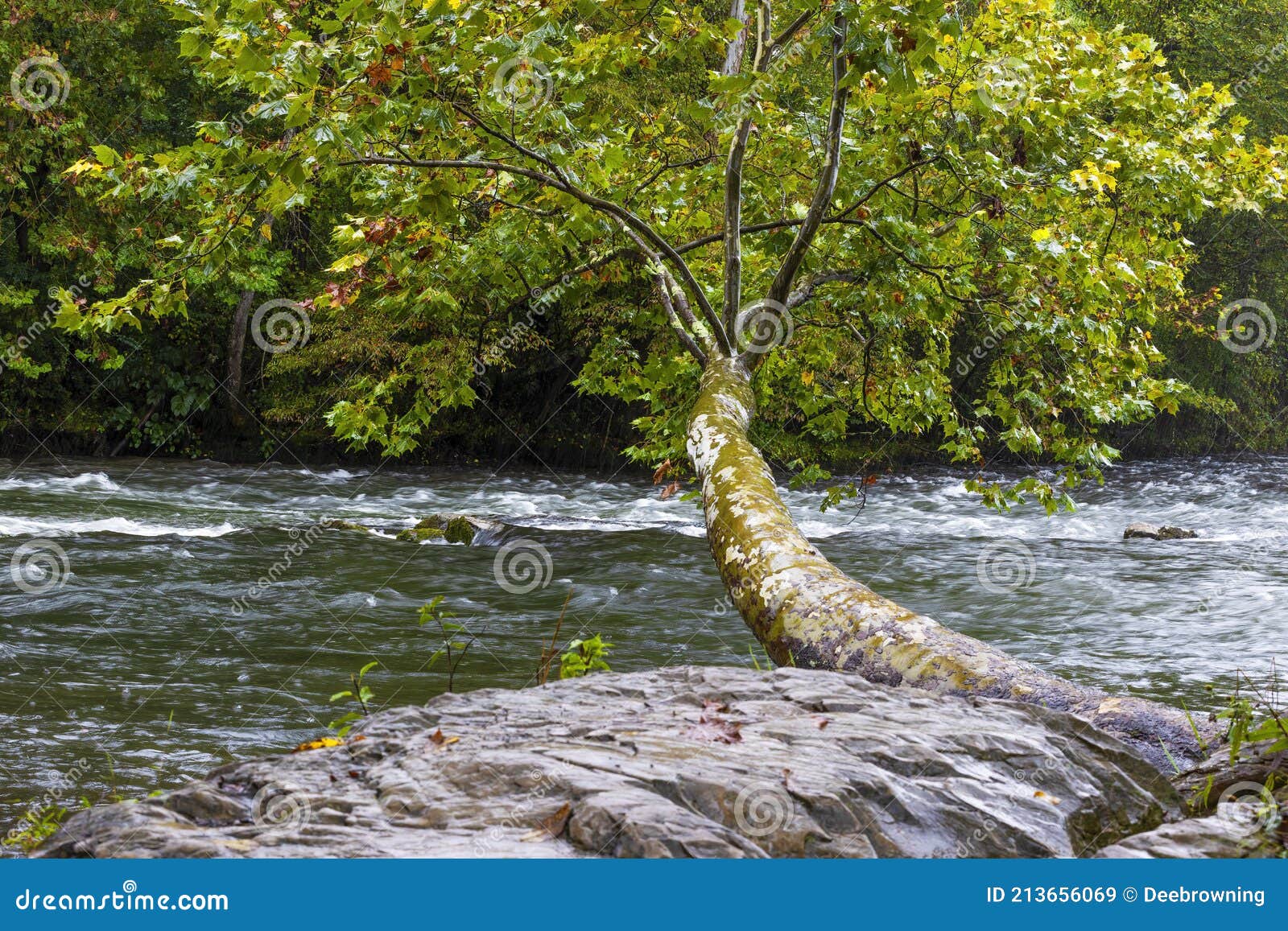 River Flows Under a Horizontal Tree Stock Image - Image of green, rock ...