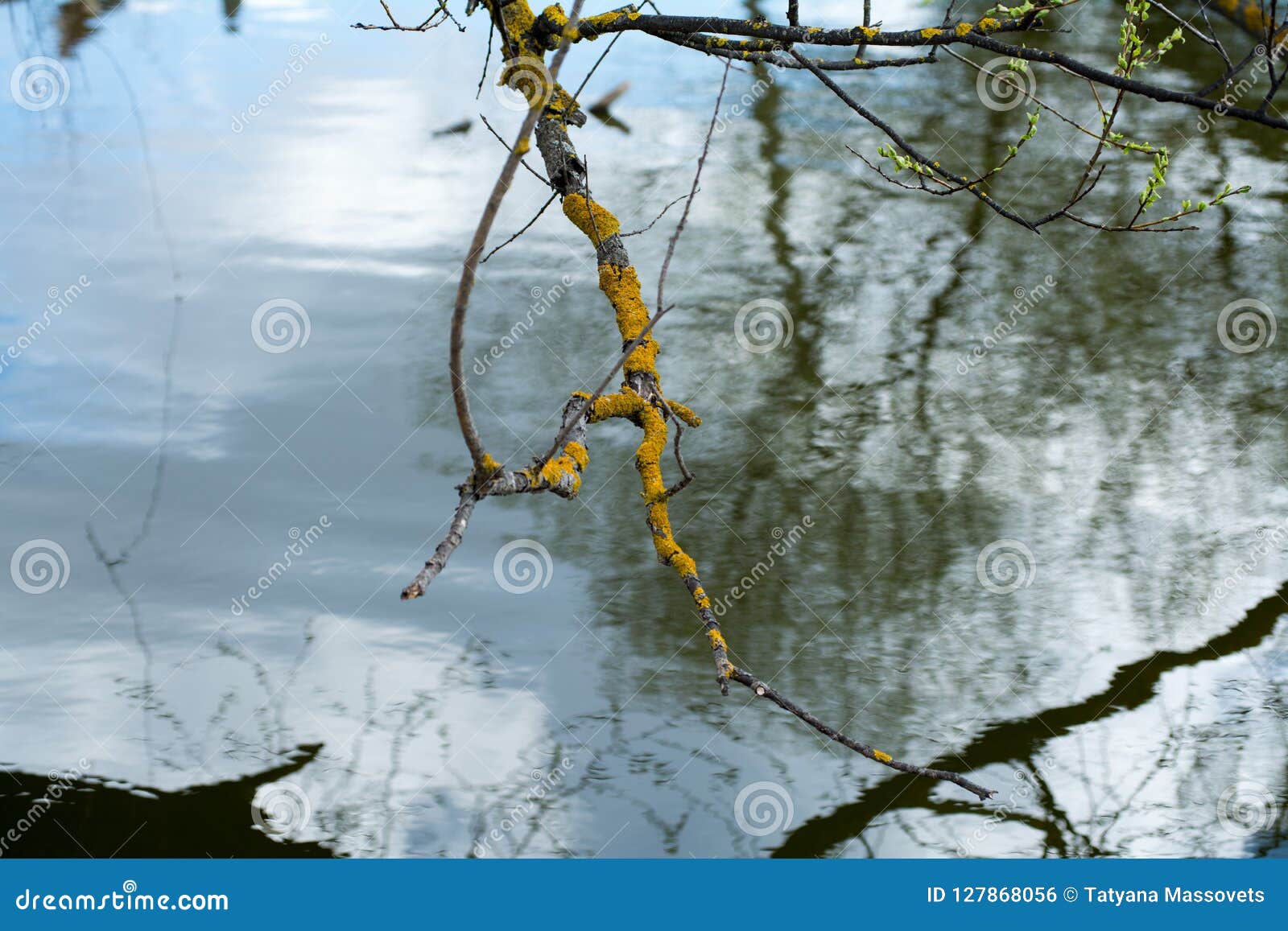 River with Slow Flow of Green Trees Stock Photo - Image of drops ...