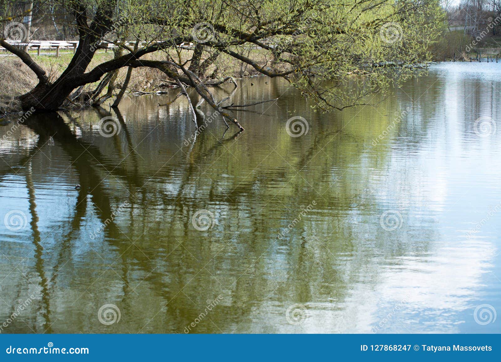 River with Slow Flow of Green Trees Stock Image - Image of drop ...