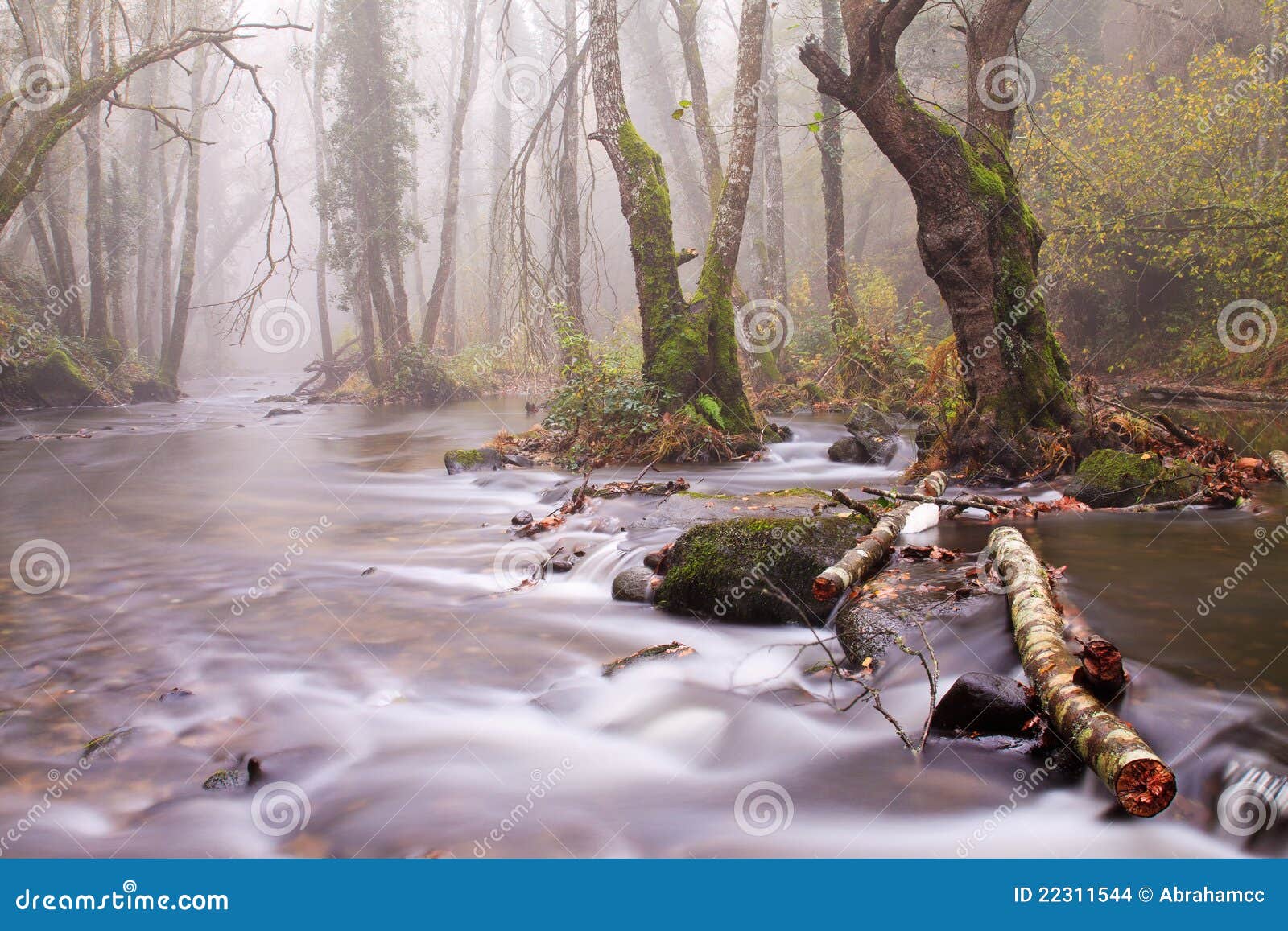 River in a foggy day stock photo. Image of brook, tree - 22311544