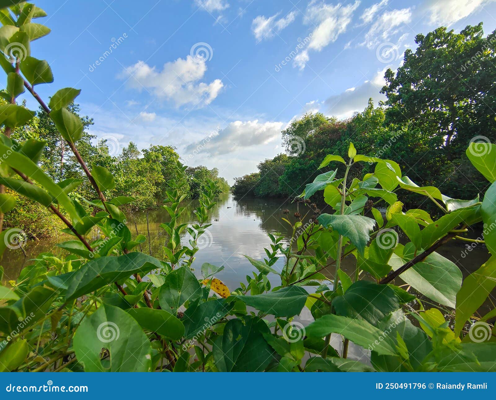 A river in the foliage stock photo. Image of tree, woodland - 250491796