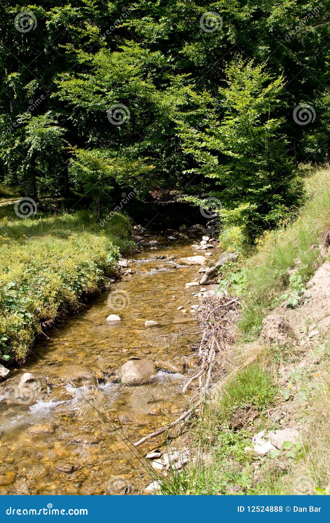 River in the forest stock photo. Image of countryside - 12524888