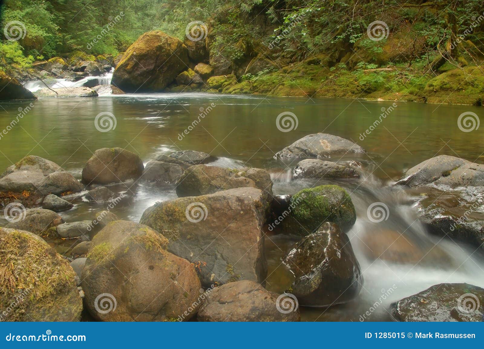 River through a forest stock image. Image of lush, olympic - 1285015