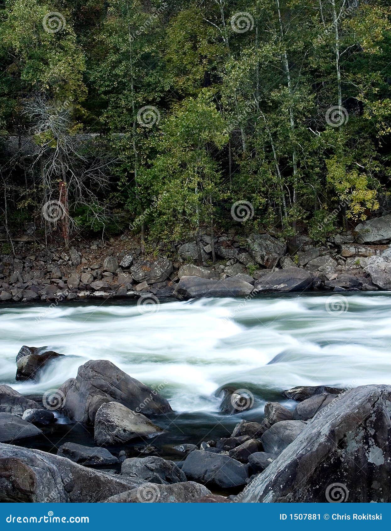 River Through Forest Picture. Image: 1507881