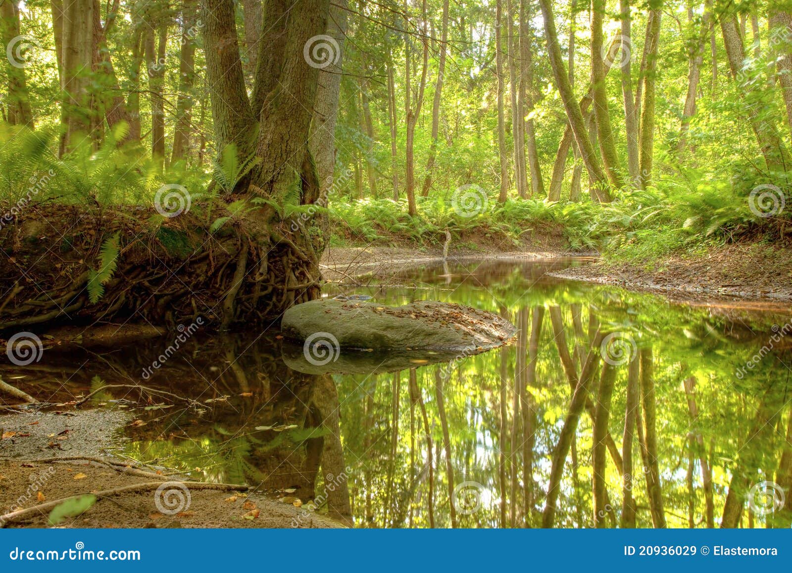 A river in the forest stock image. Image of water, forest - 20936029