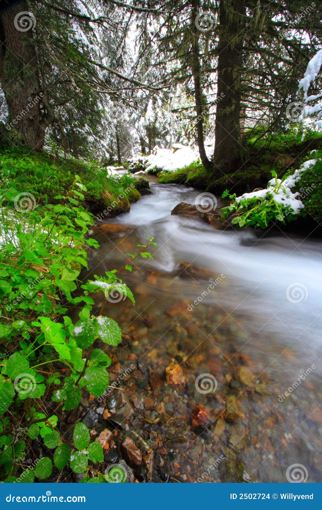 River in the forest stock photo. Image of green, rock - 2502724