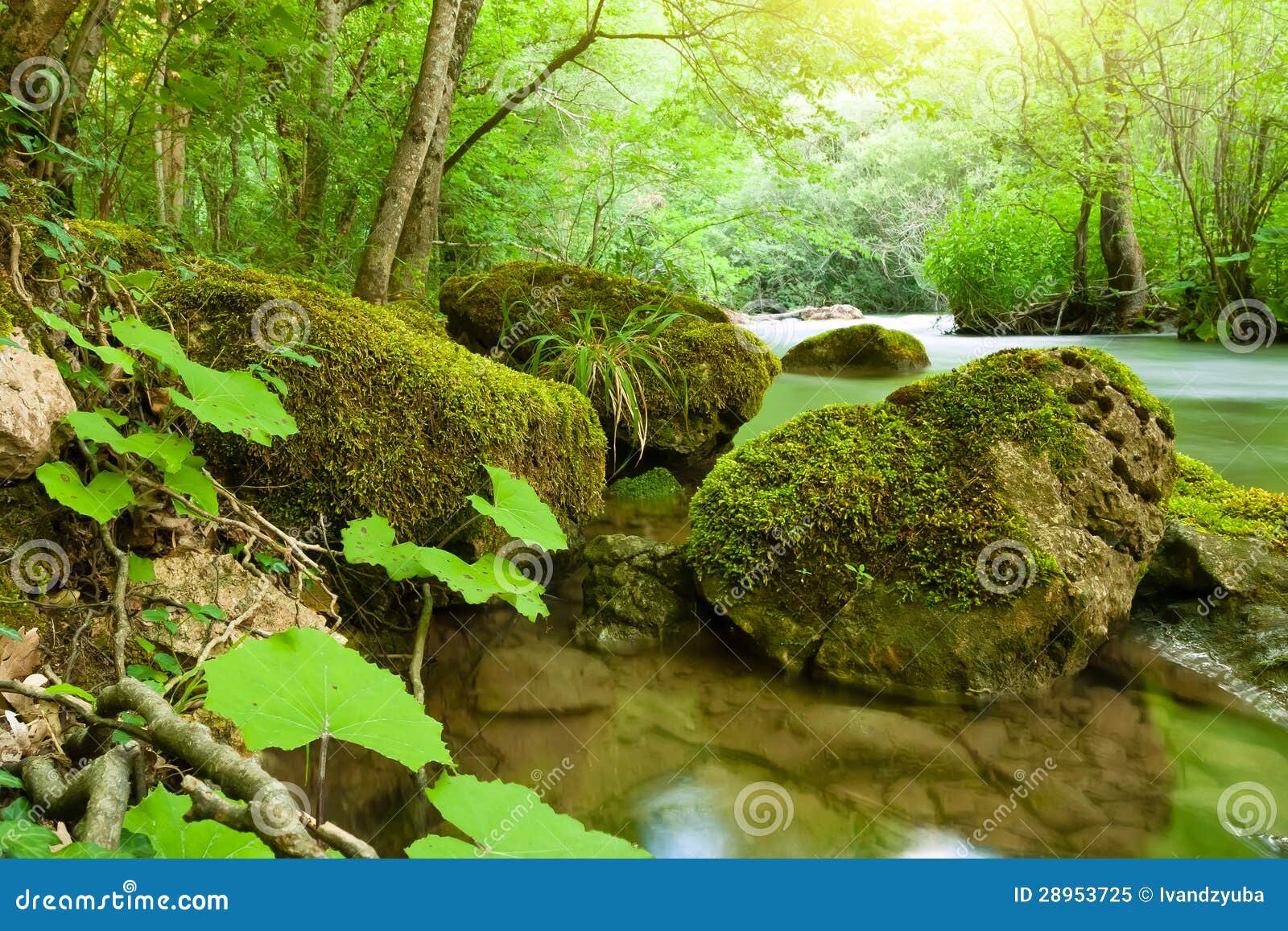 River in the forest stock image. Image of environment - 28953725