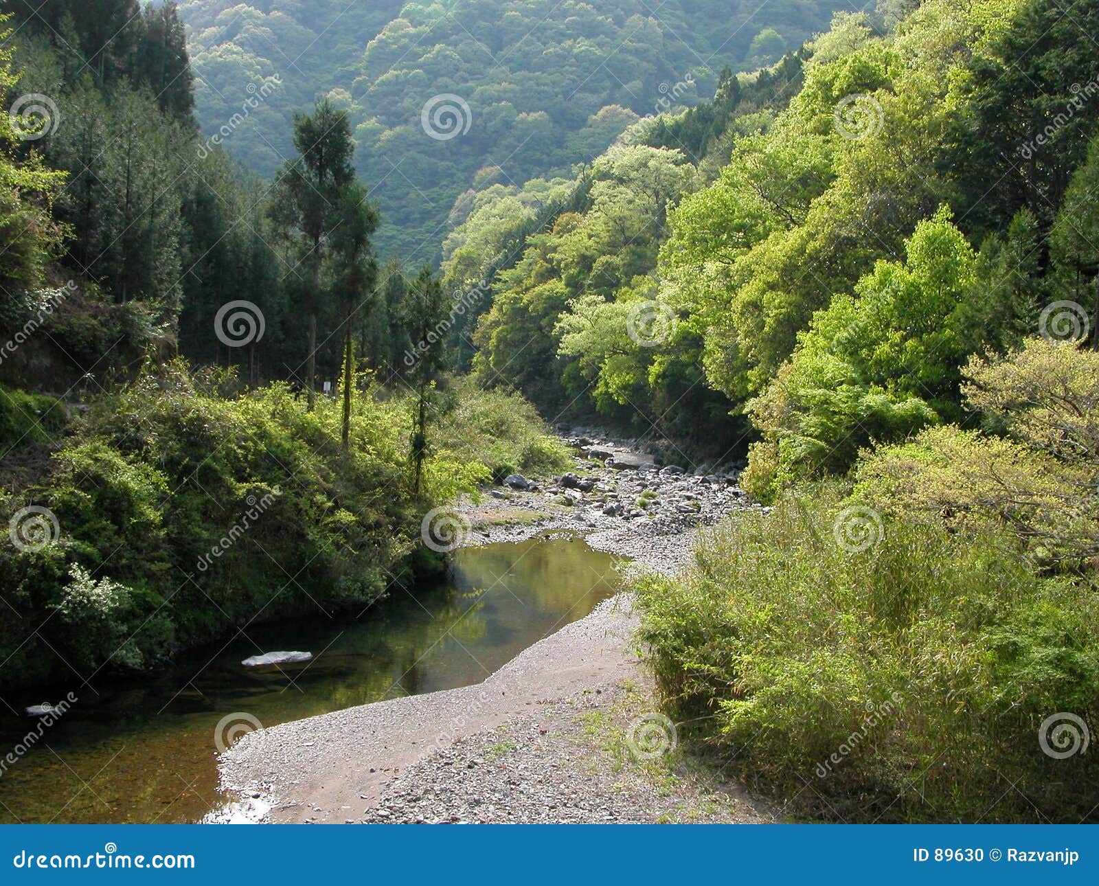 River in the forest stock photo. Image of rocks, beauty - 89630