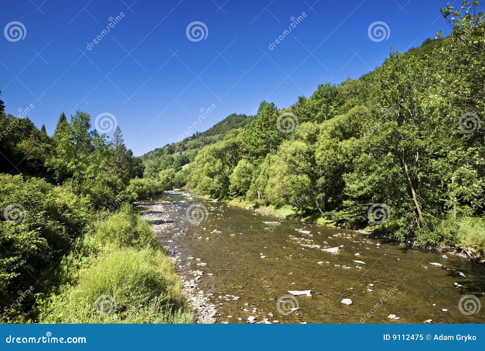 River in forest stock image. Image of landscape, tree - 9112475
