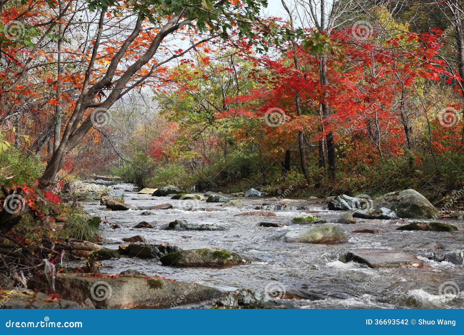 River in forest stock photo. Image of ecology, flowing - 36693542