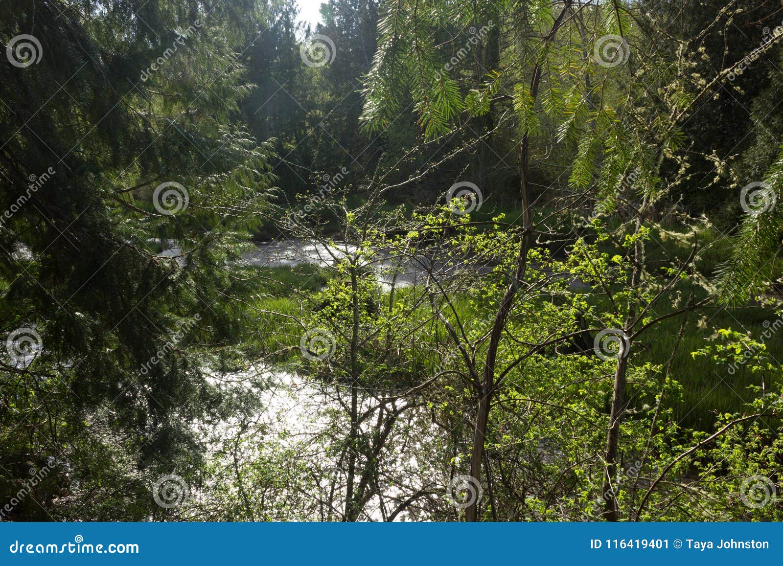 River in Forest Behind Trees Stock Image - Image of peaceful, nature ...