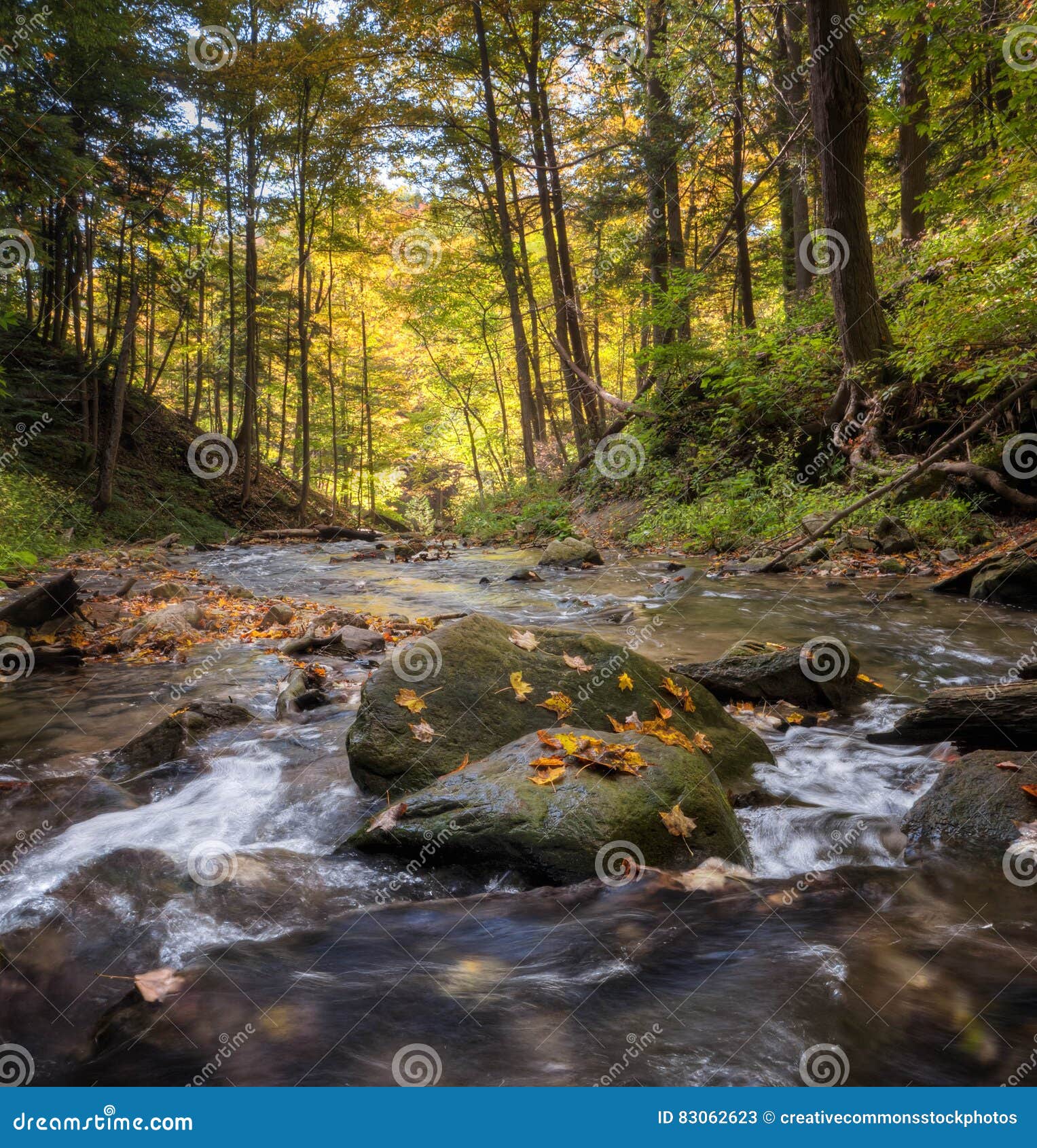 River In Forest During Daytime Picture. Image: 83062623