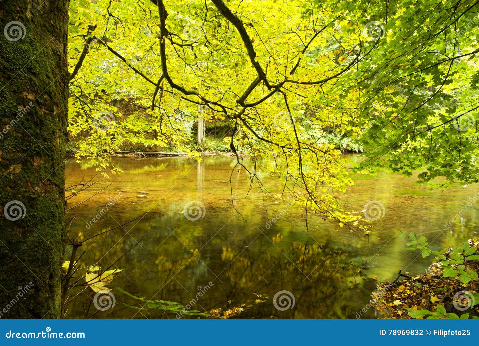 River through Forest on Fall Day Stock Photo - Image of sunshine ...