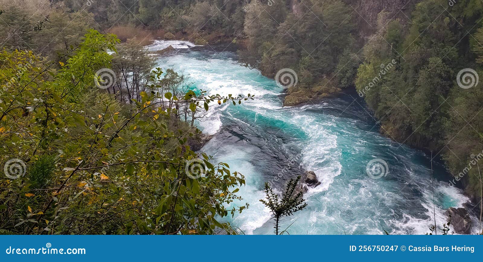 River in the Forest of the Huilo Huilo Reserve Stock Image - Image of ...