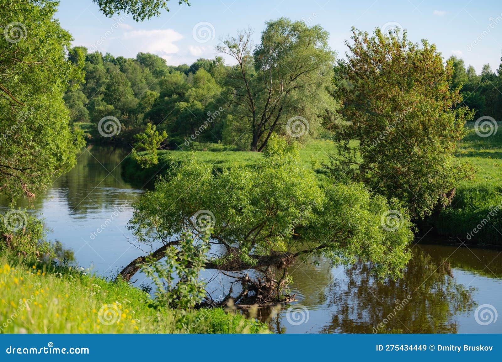 River forest landscape stock image. Image of background - 275434449