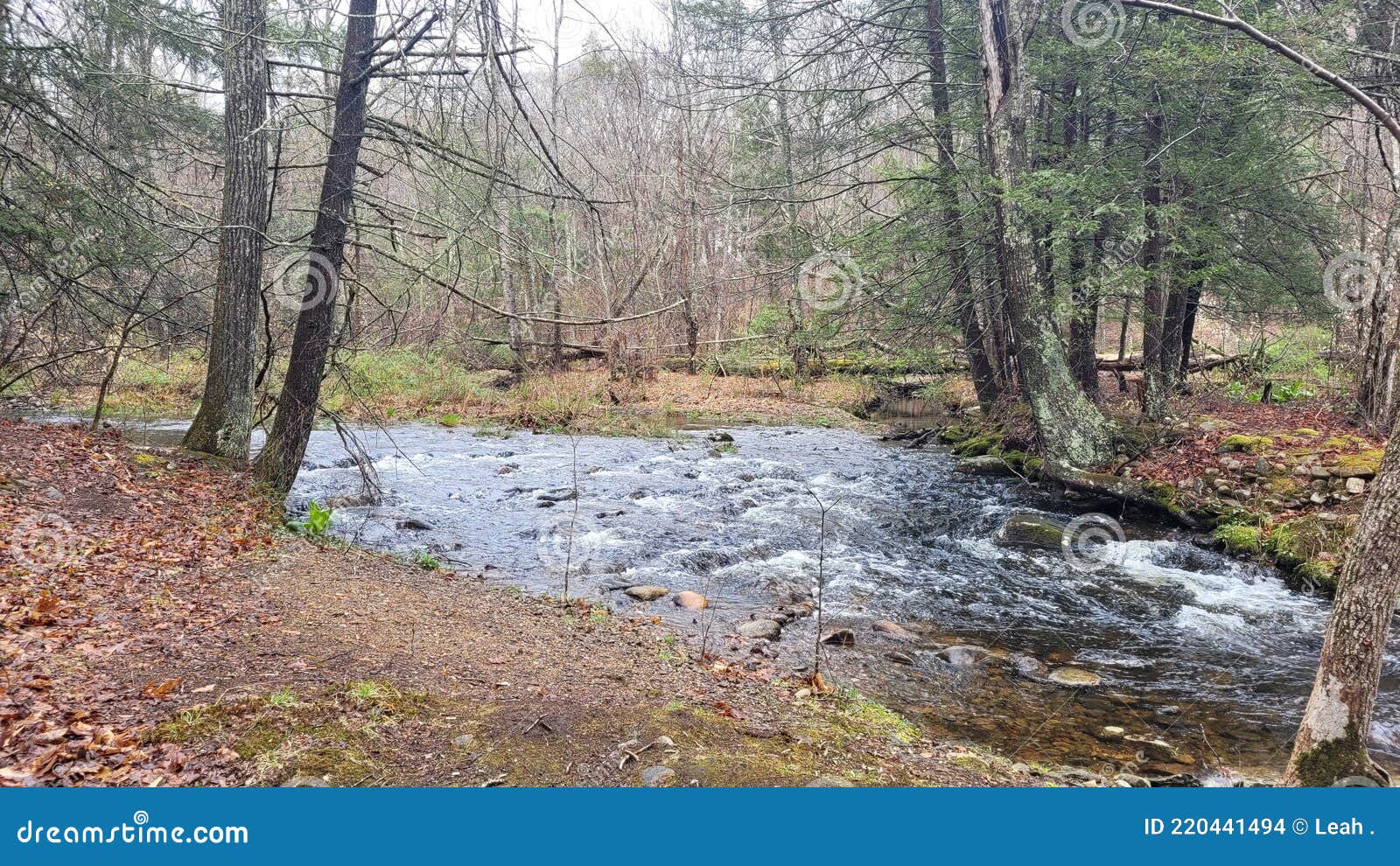 River in the Forest, Late Winter Early Spring Stock Photo - Image of ...