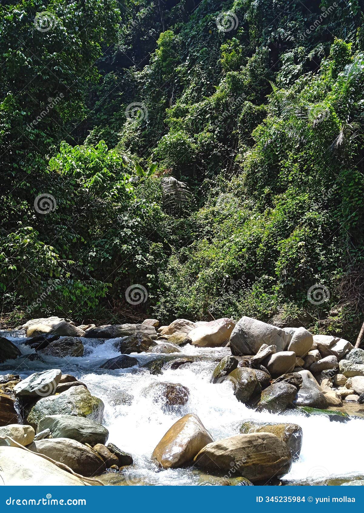 River in the Forest with Lots of Rocks Stock Photo - Image of wood ...