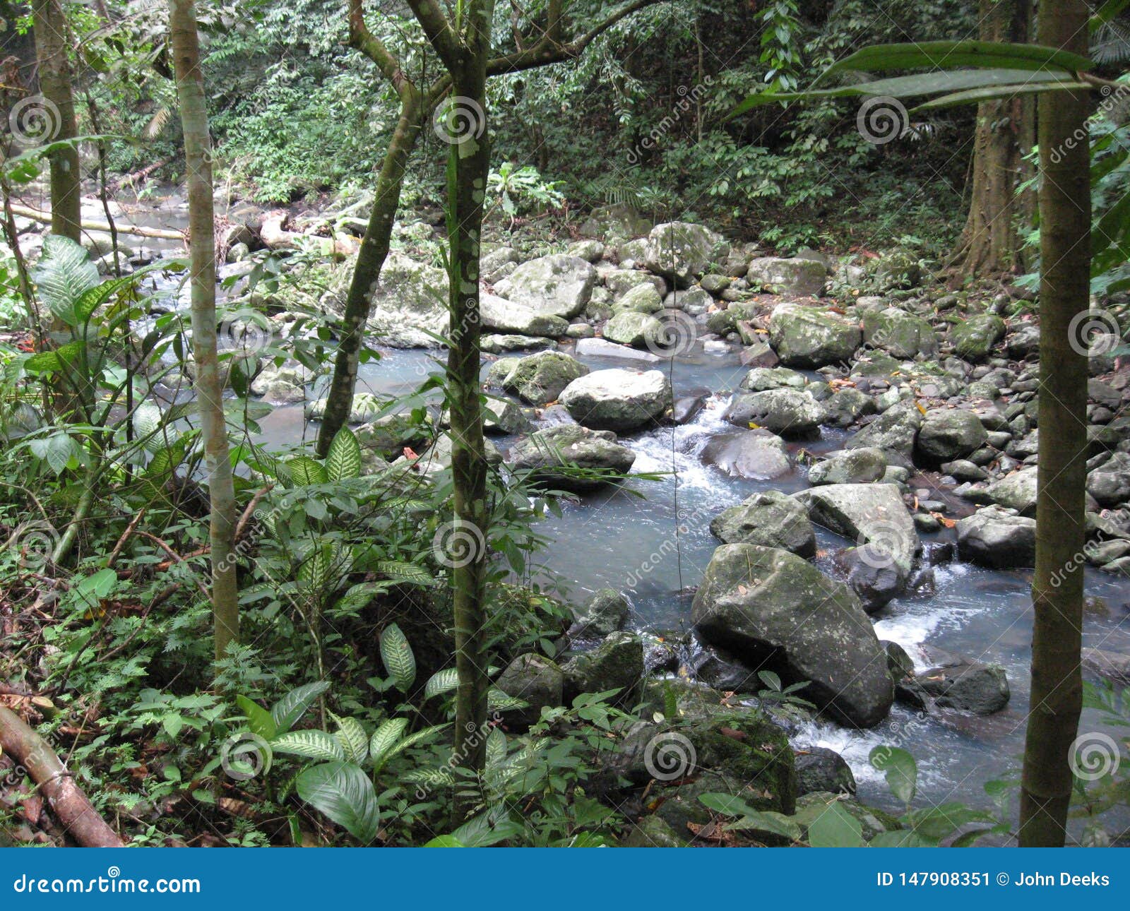 A River in the Forest at Makiling Botanical Gardens, Philippines Stock ...