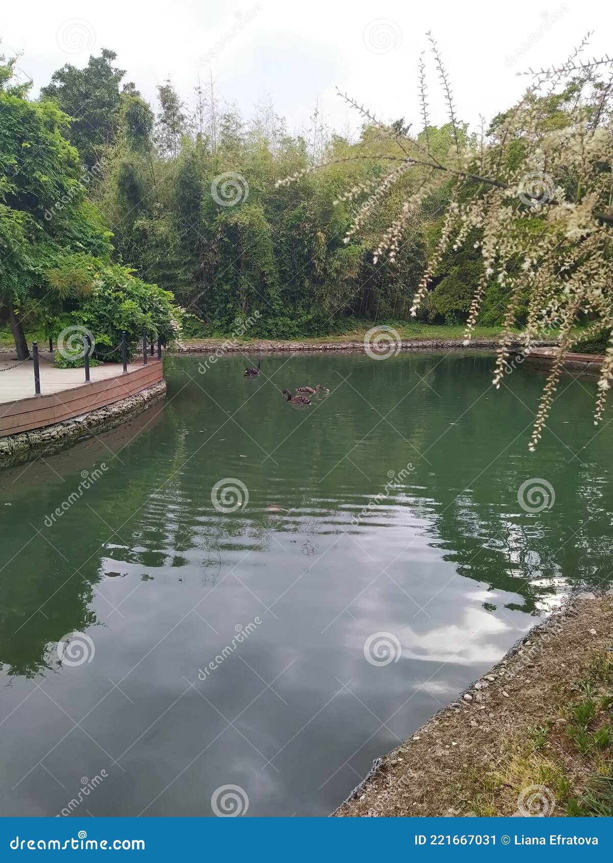 River Forest Park Water Green Tree Stock Image - Image of plant, flower ...