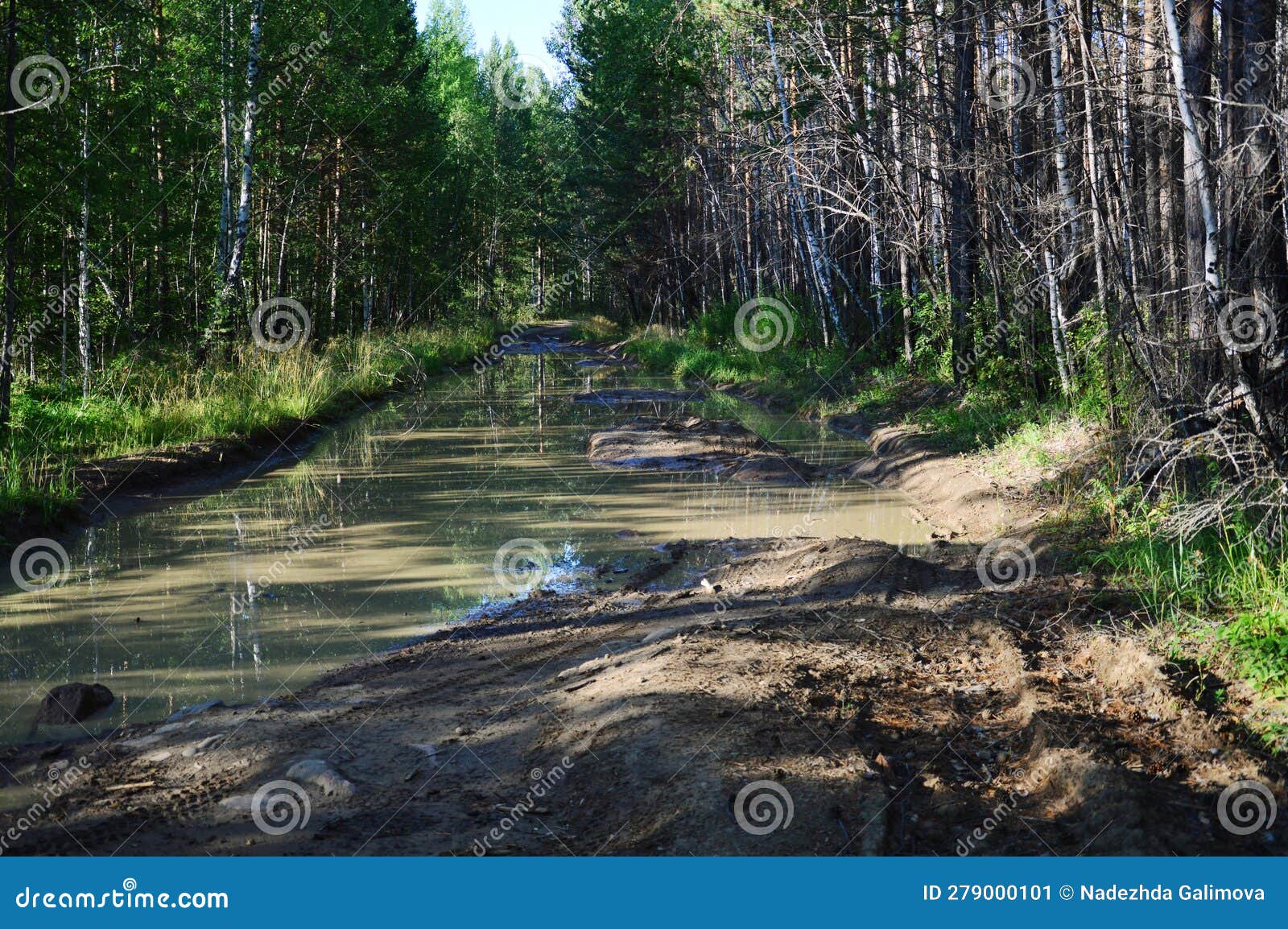 A River in the Forest or a Puddle on a Forest Road. Stock Image - Image ...