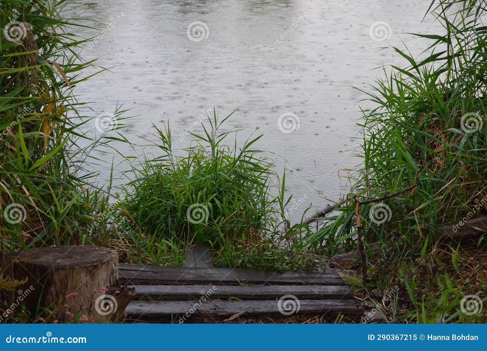 River in the Forest and it is Raining Stock Image - Image of grass ...