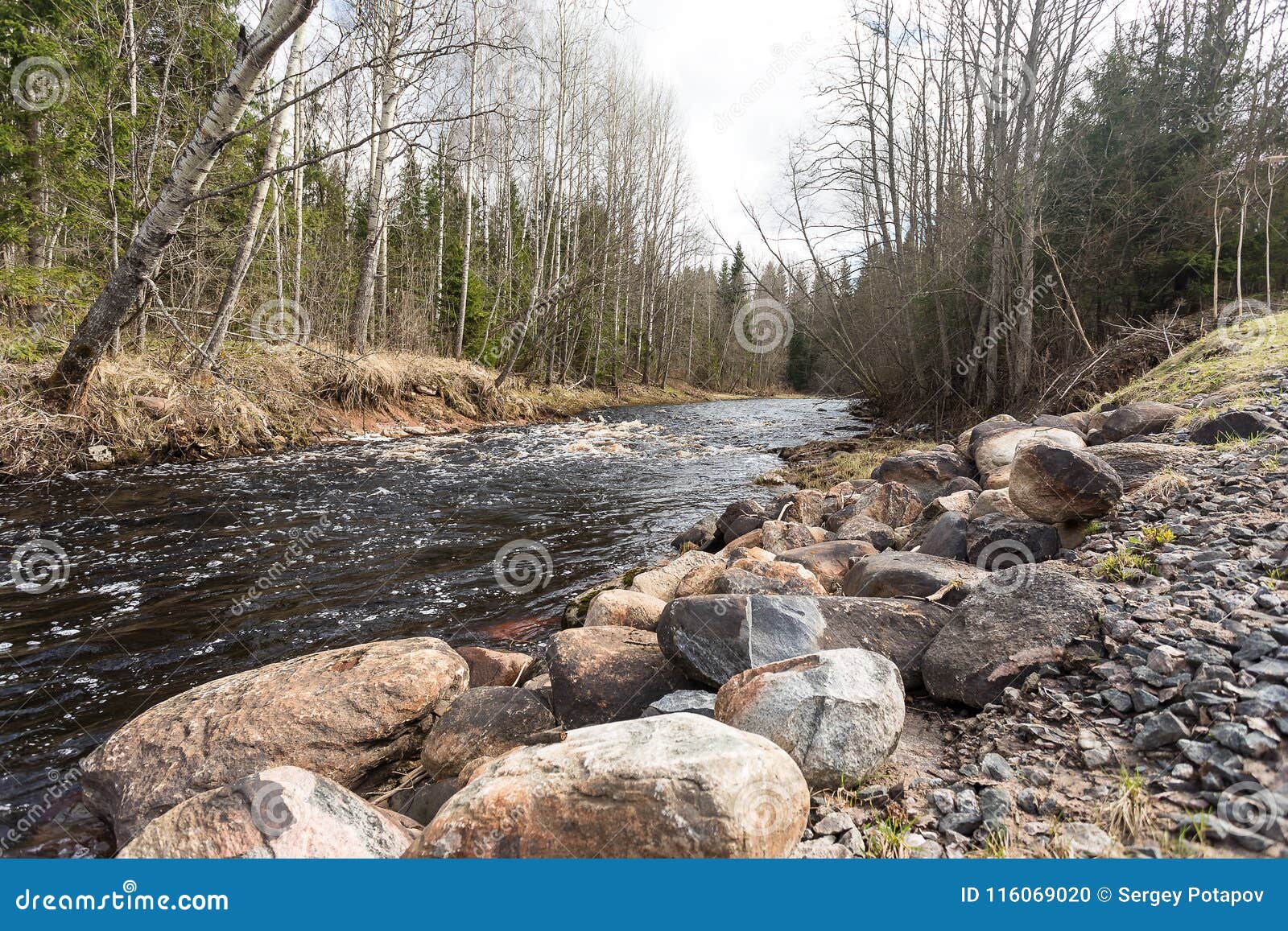 River in the Forest with a Rapid Flow of Trees and Rocks on the Shore ...