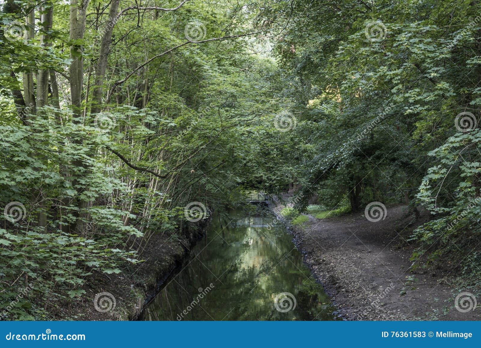 River through a forest stock image. Image of stream, vibrant - 76361583