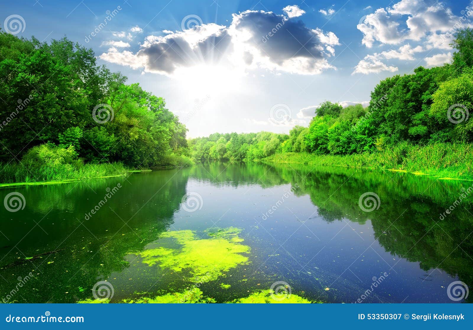 River through forest stock image. Image of reeds, color - 53350307