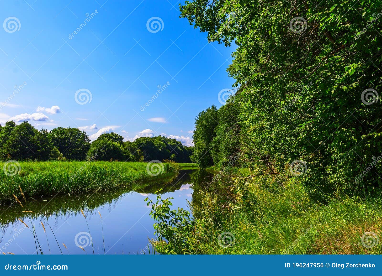River through the forest stock photo. Image of wilderness - 196247956