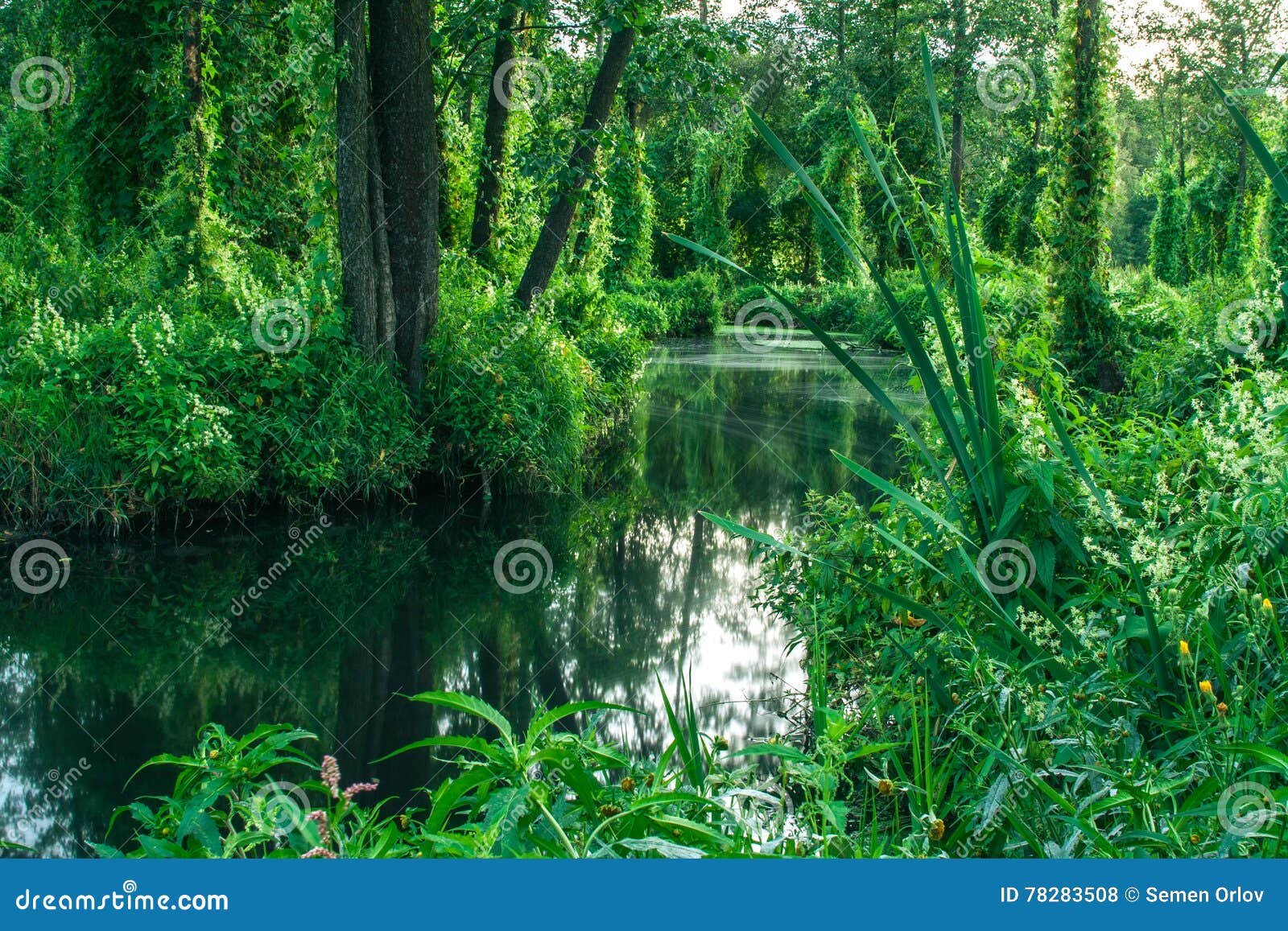 River in the forest stock photo. Image of forest, grass - 78283508