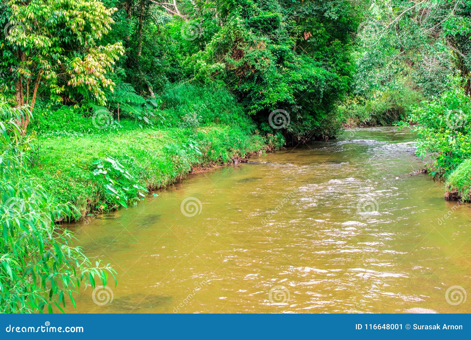 River in the Forest Water Source Look Fresh Stock Image - Image of ...