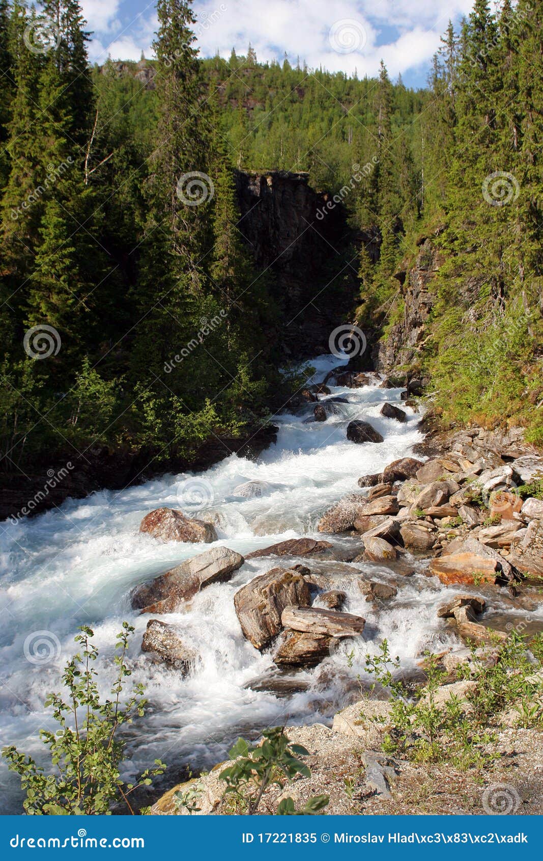 River in forrest stock image. Image of northern, gill - 17221835