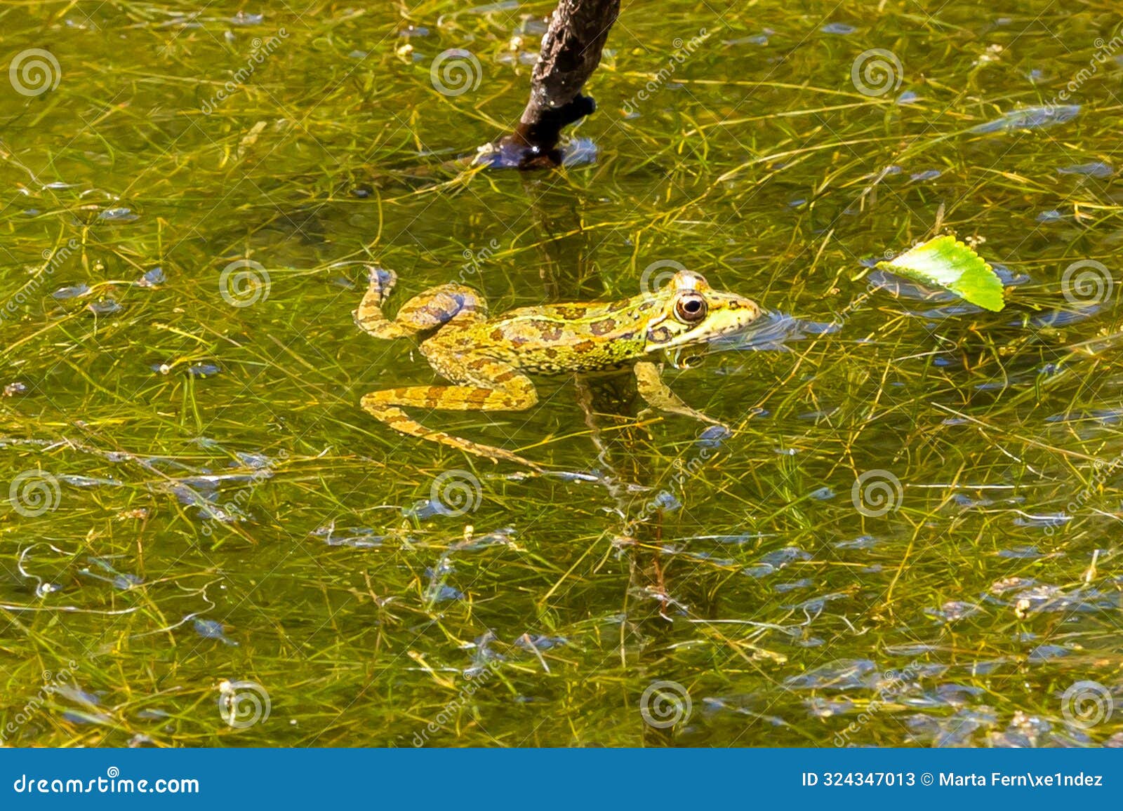 River Frog on Algae. Closeup of a Green Frog Stock Image - Image of ...