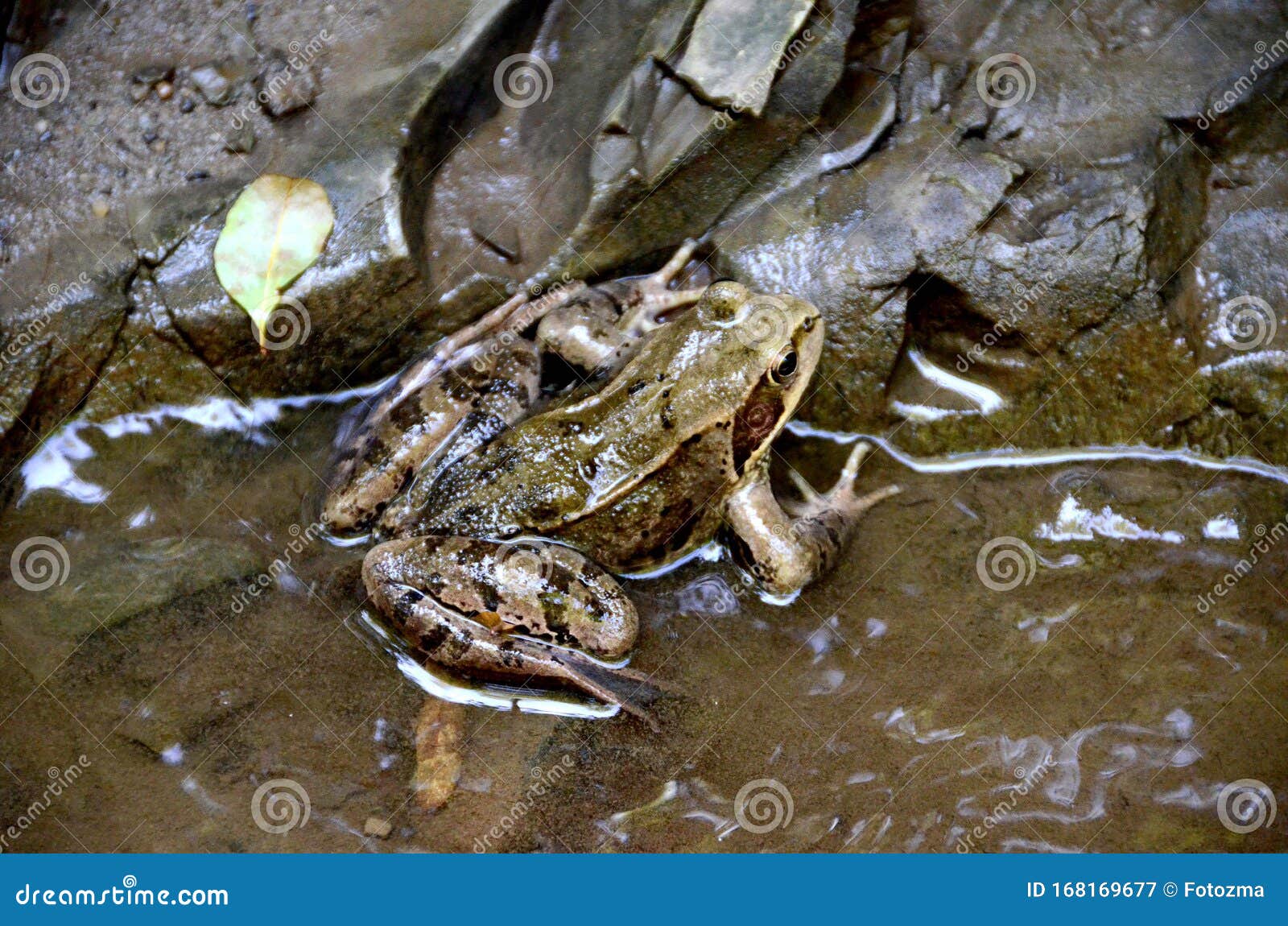River frog stock image. Image of species, leaf, river - 168169677