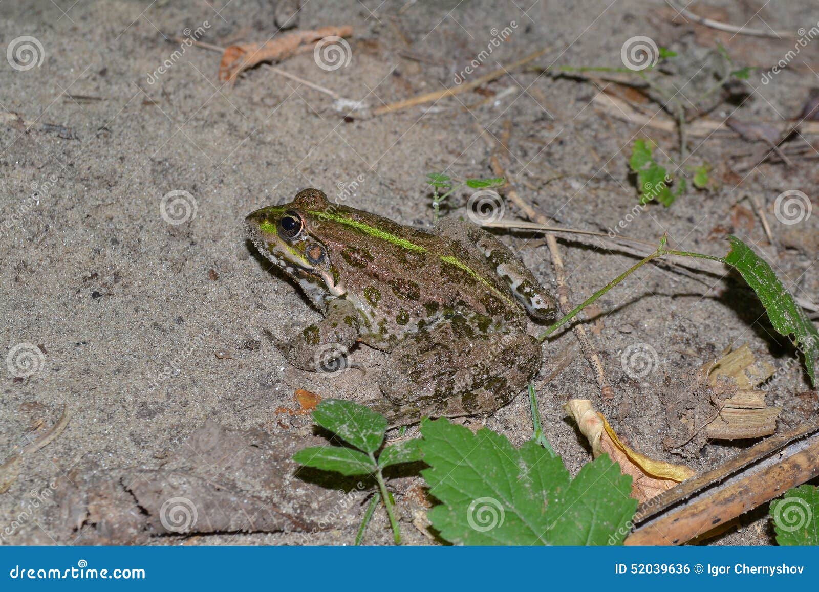 River frog stock photo. Image of green, wild, river, frog - 52039636