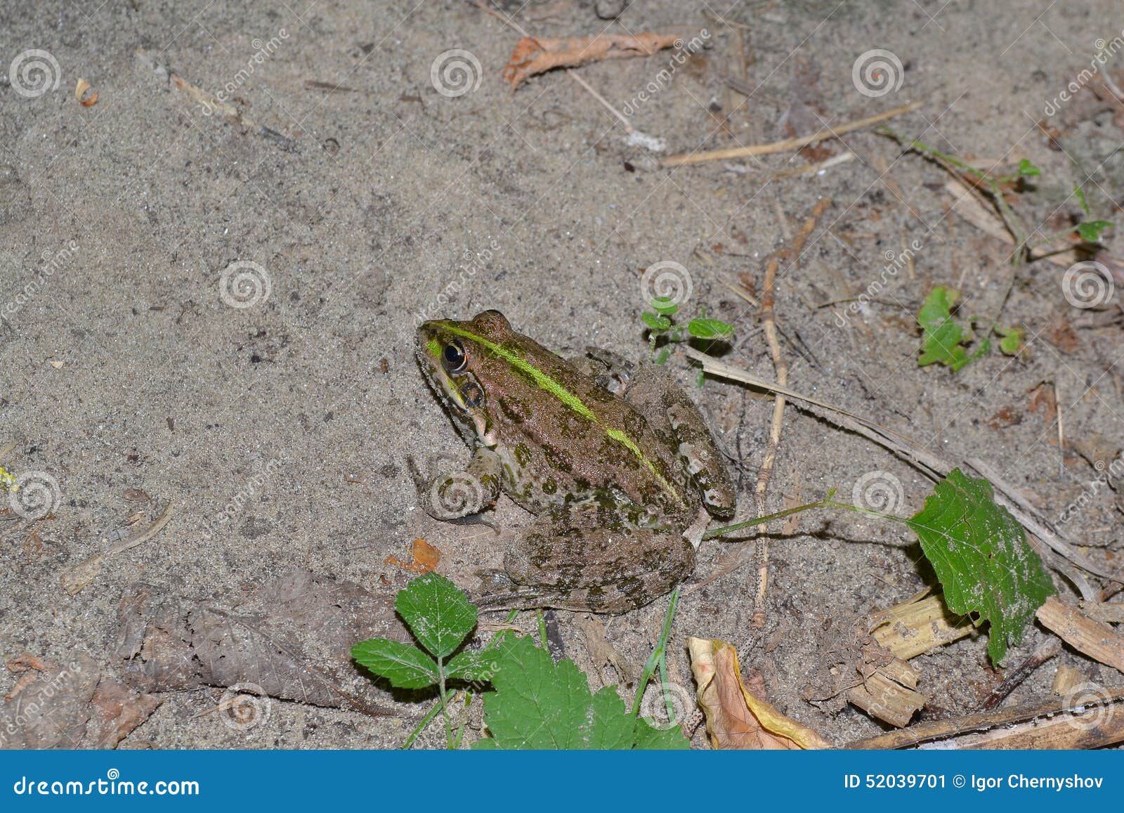 River frog stock image. Image of leaf, ranidae, frog - 52039701