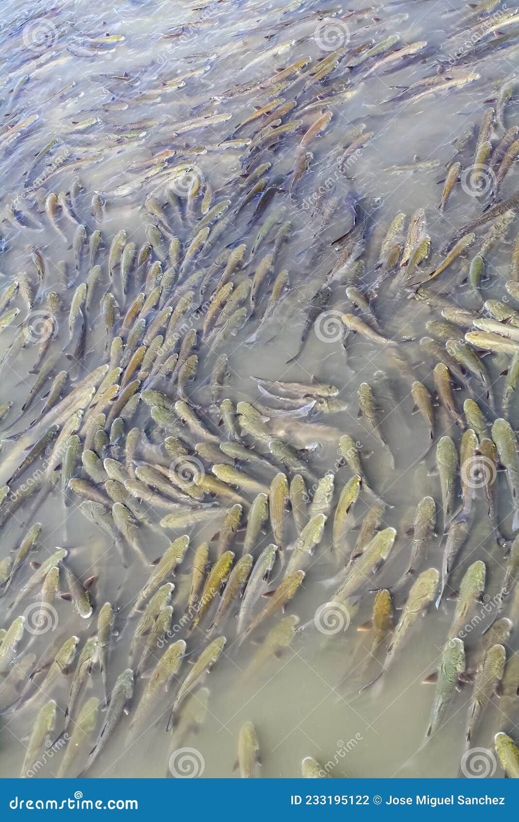 River Full of Carp, Crowd of Fish in the River, Stock Photo - Image of ...