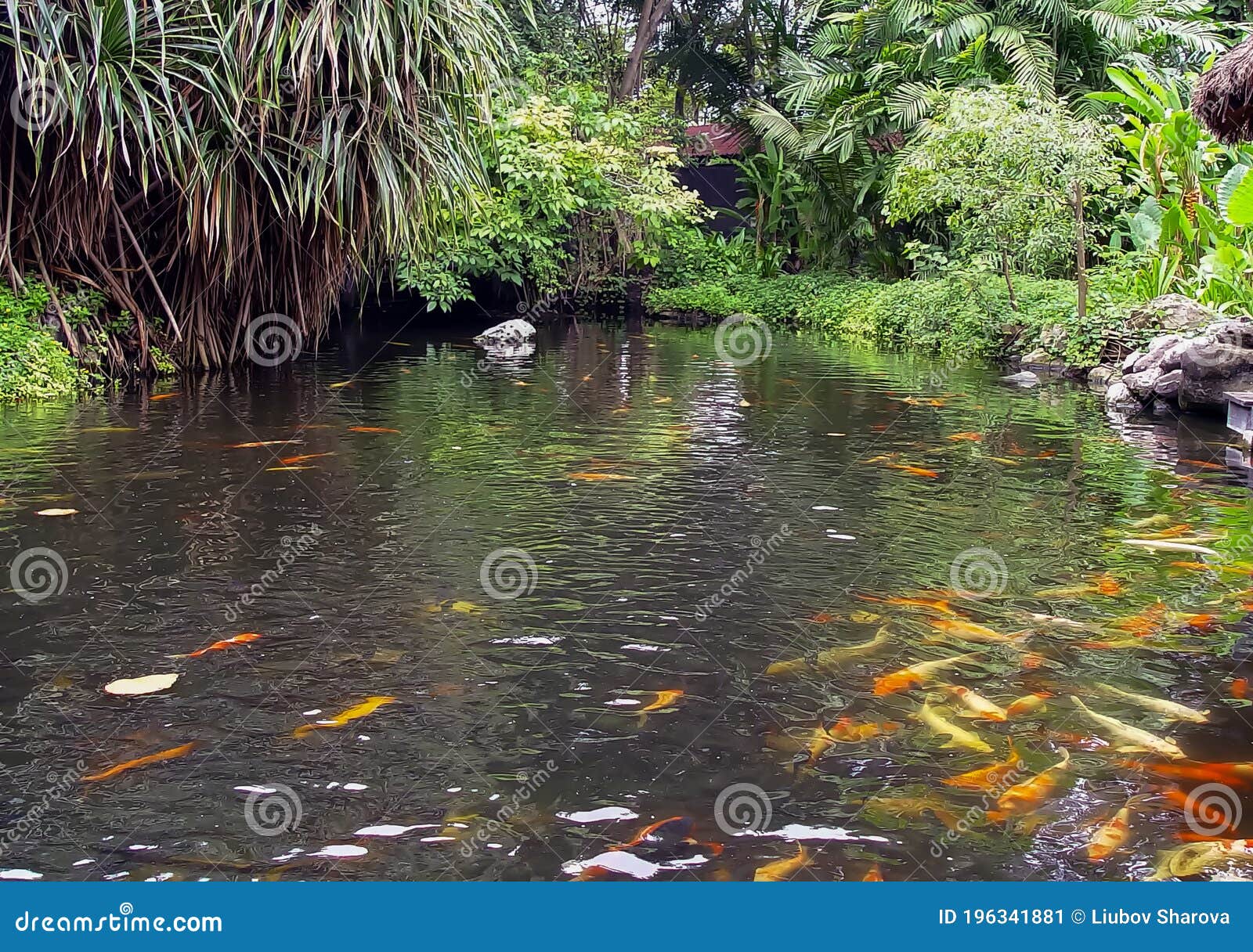River full of fish stock image. Image of creature, large - 196341881